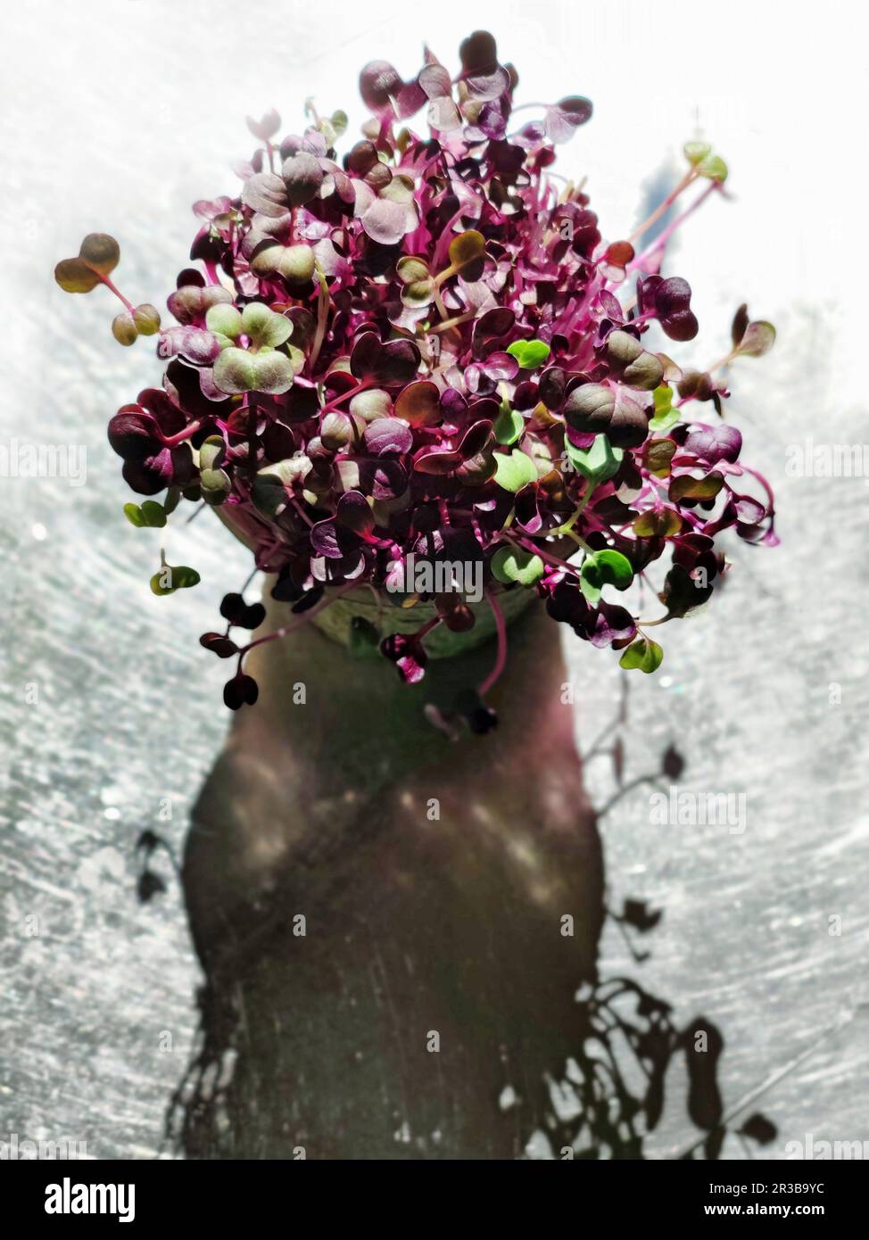 Fresh radish shoots Stock Photo - Alamy