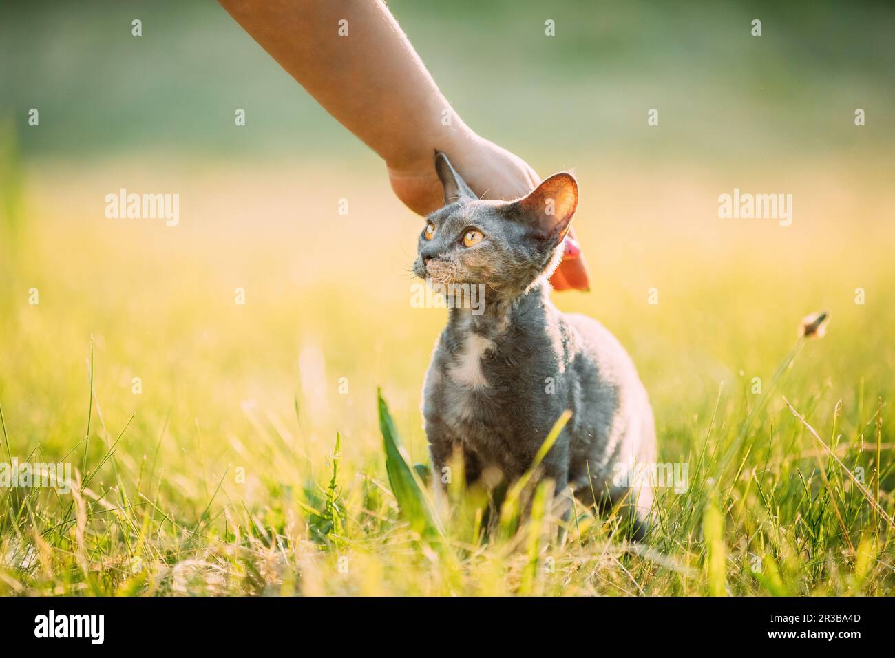 Woman Stroking Funny Young Gray Devon Rex. Kitten Sitting In Green ...