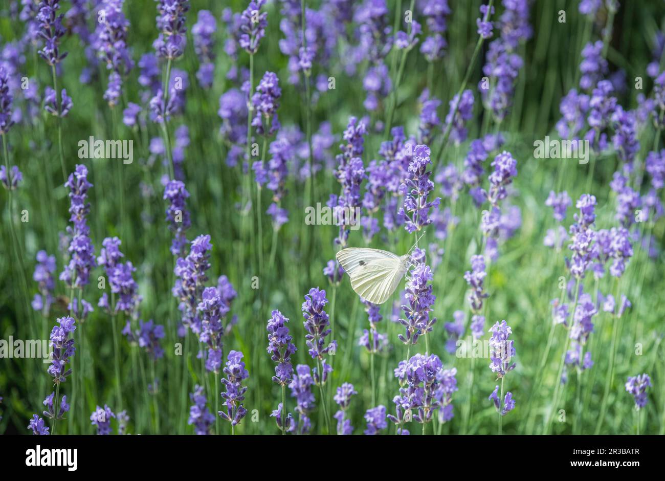 Butterfly in a field hi-res stock photography and images - Alamy
