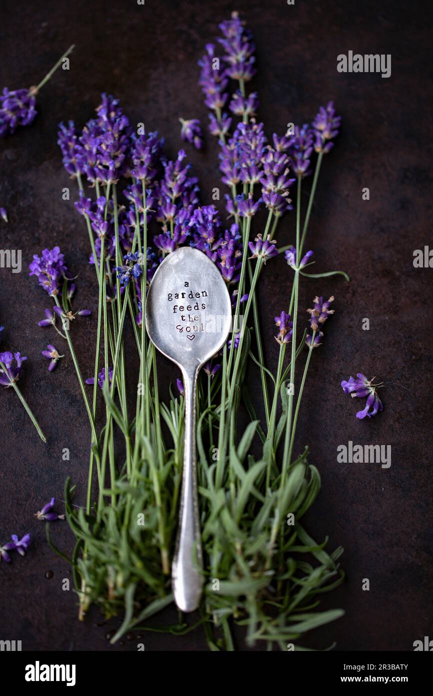 Silver spoon plant hi-res stock photography and images - Alamy
