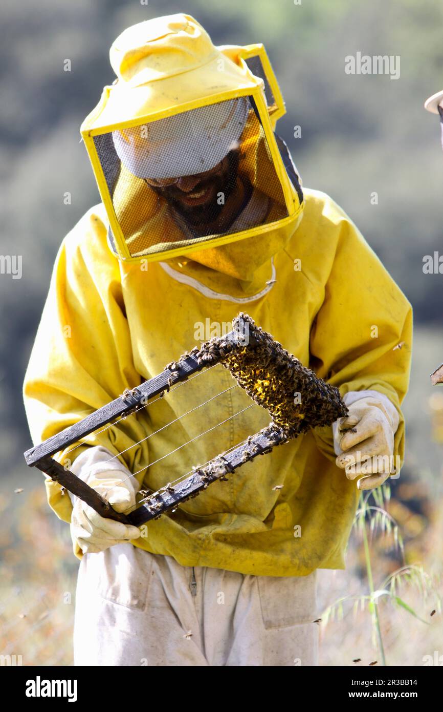 Bee keeper inspecting hive Stock Photo - Alamy