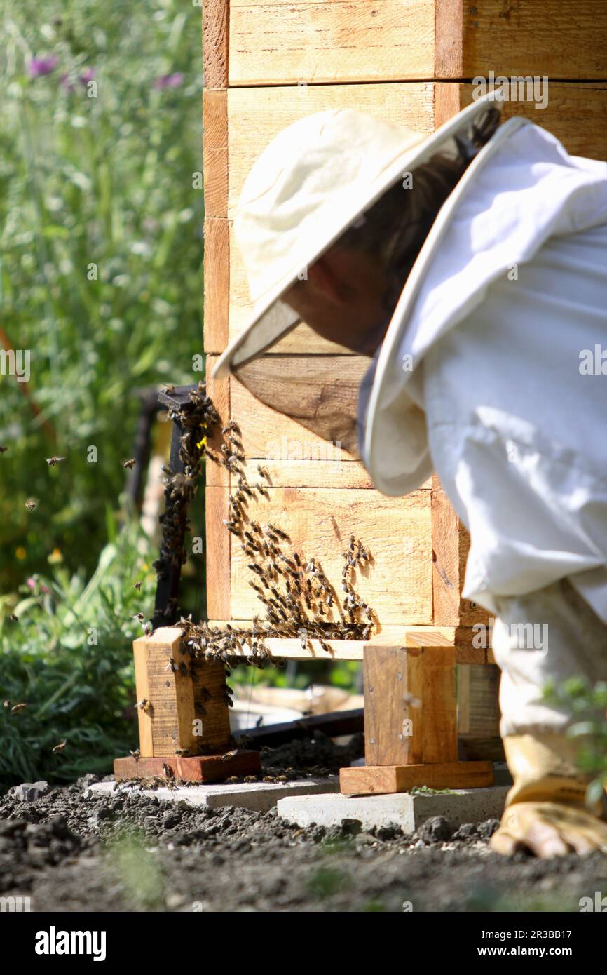Female bee keeper watching hive activity Stock Photo - Alamy