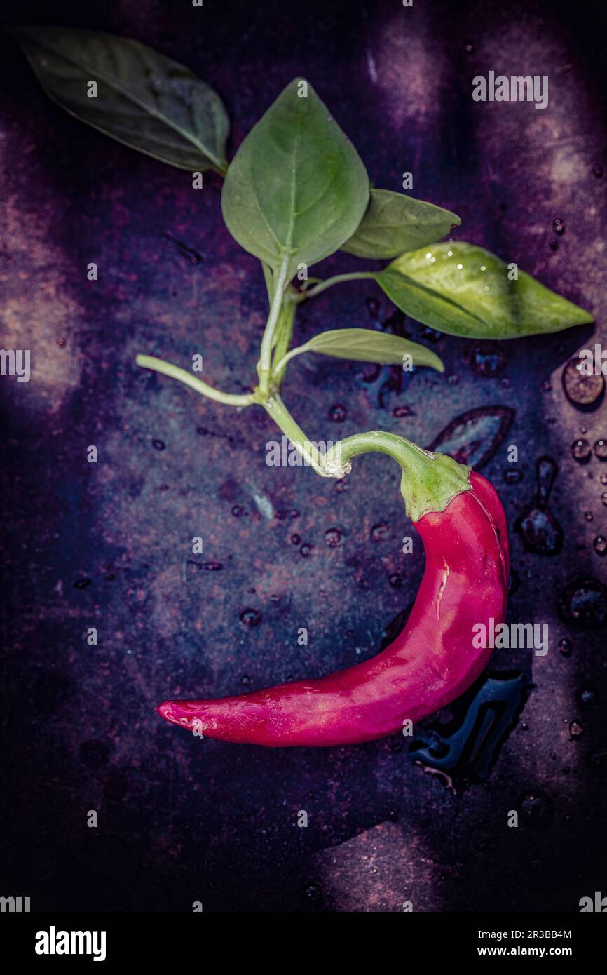 Red bell peppers plan view hi-res stock photography and images - Alamy