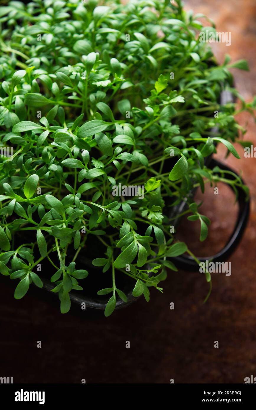 Garden cress (Lepidium sativum Stock Photo - Alamy