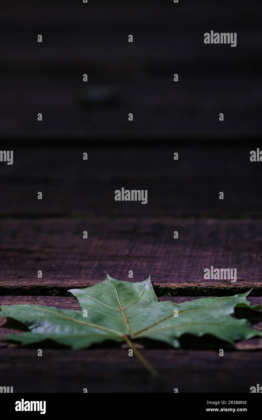 Dark green maple tree foliage hi-res stock photography and images - Alamy