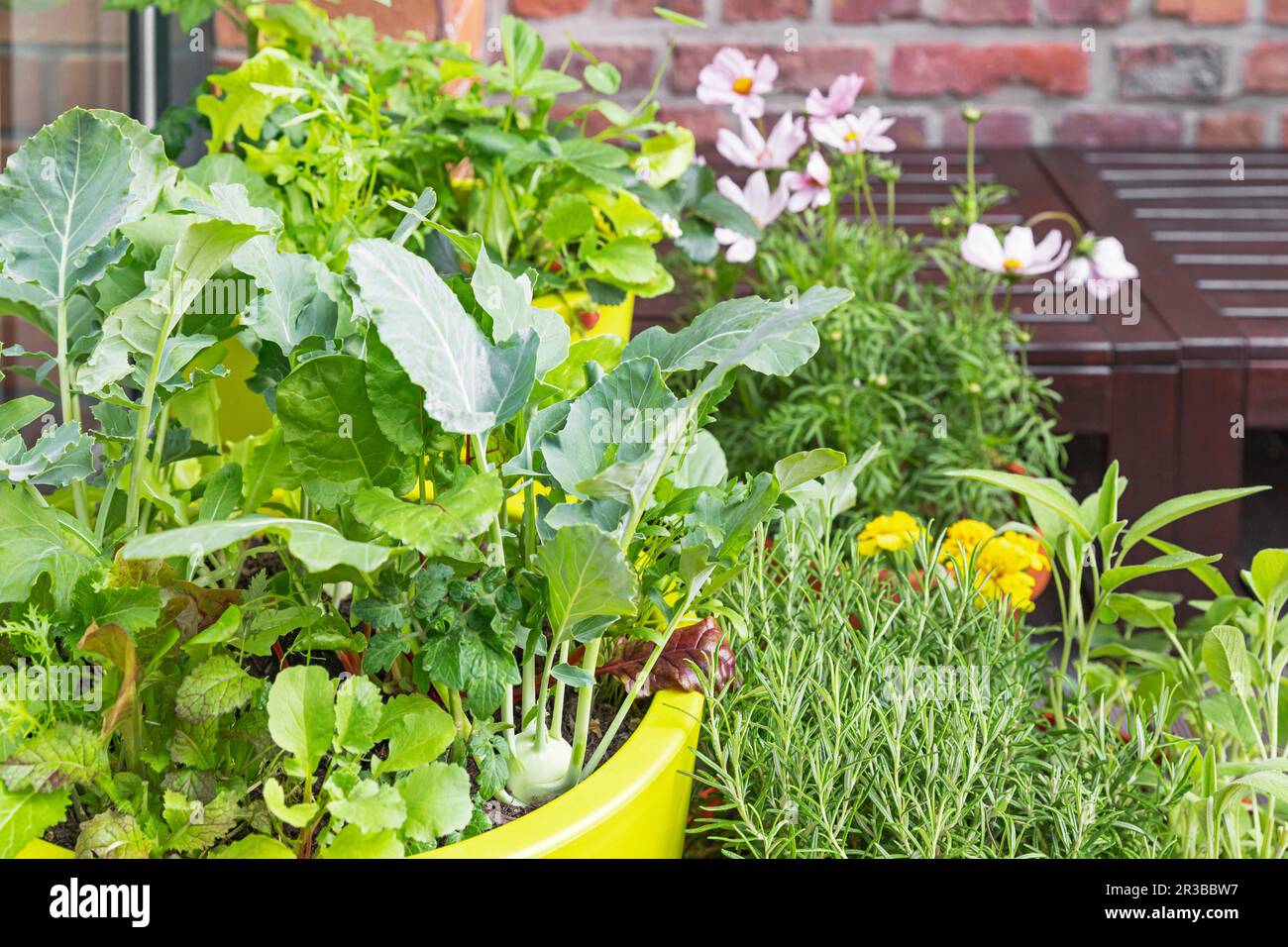 Green herbs cultivated in hi-res stock photography and images - Alamy