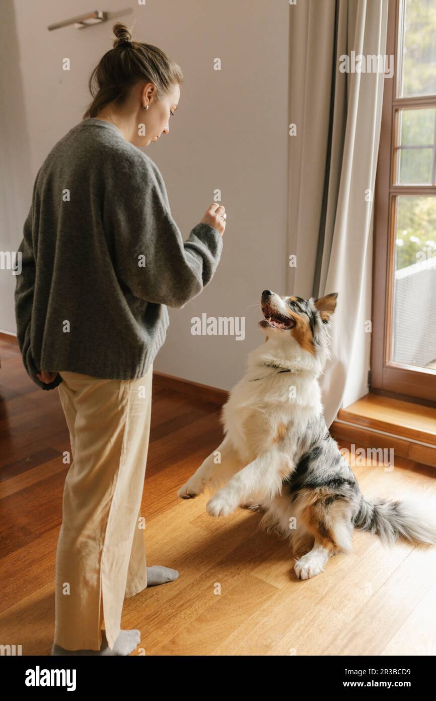 Training pet at home hi-res stock photography and images - Alamy