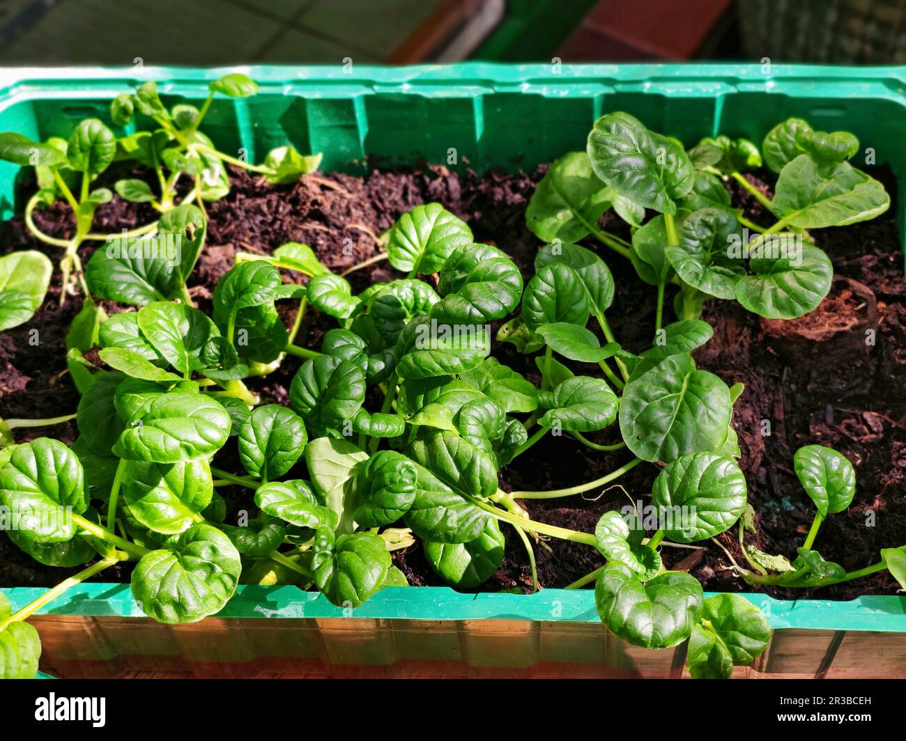 Brassica planter hi-res stock photography and images - Alamy