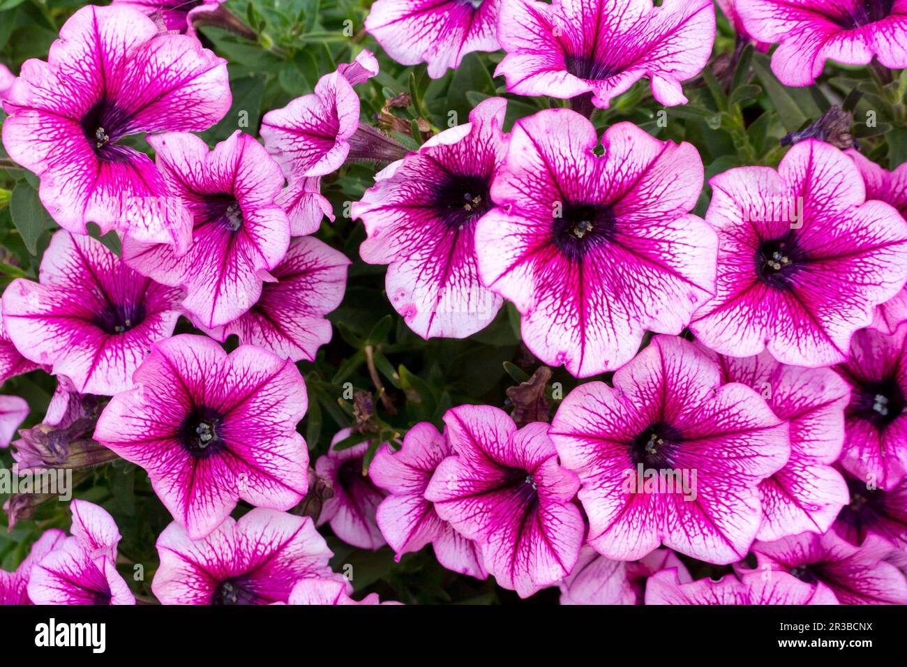 Wallpaper petuniaflower hi-res stock photography and images - Alamy