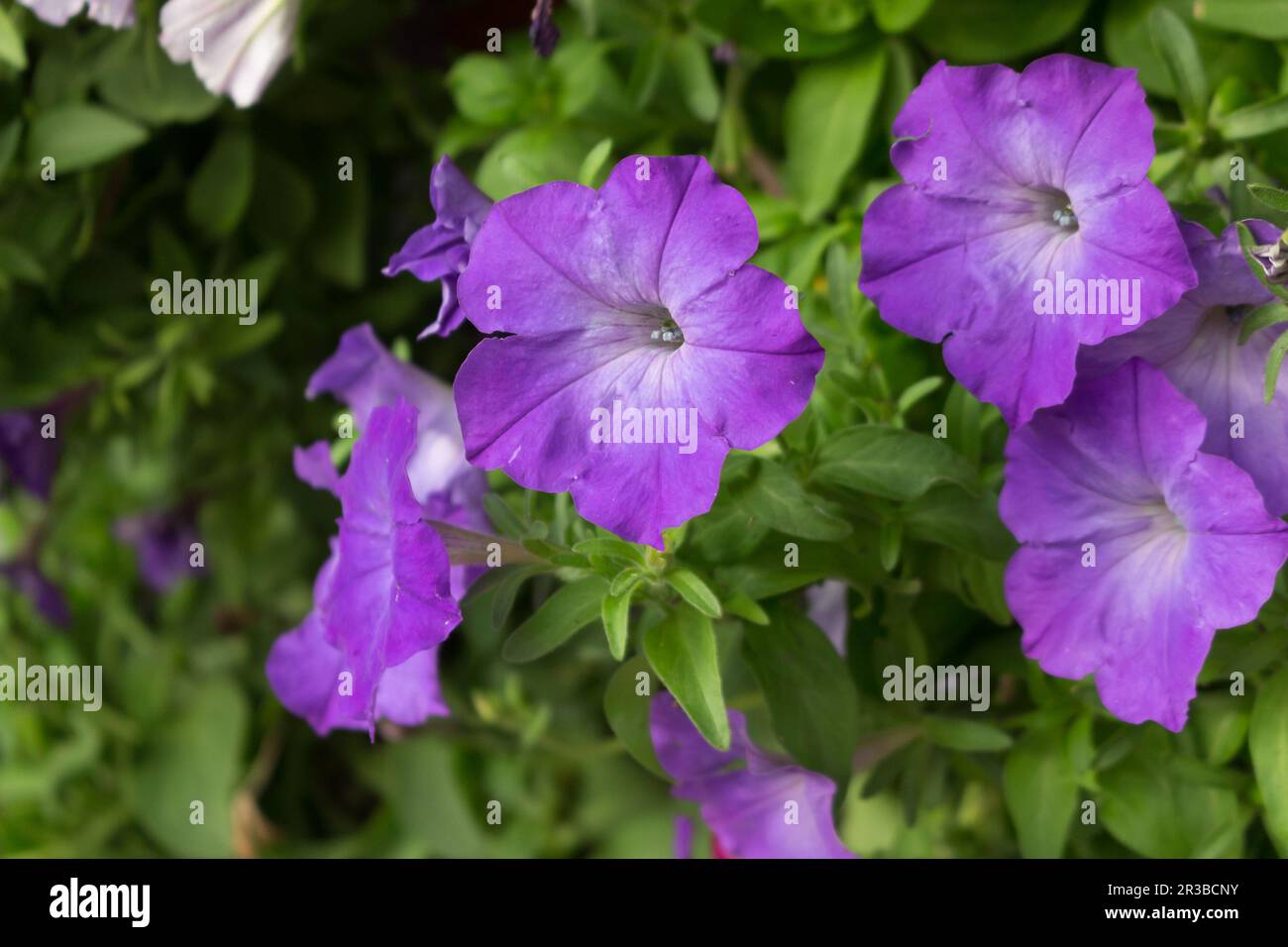 Plant Petunia flower with blooming dark lilac petals. Pink Petunia ...