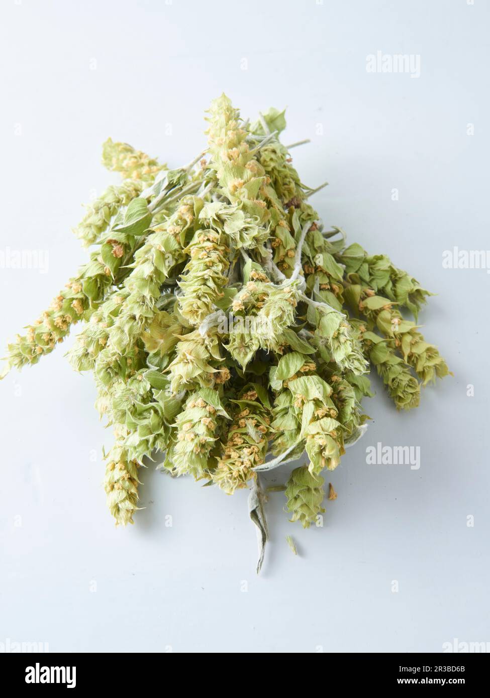 Greek mountain tea Stock Photo - Alamy