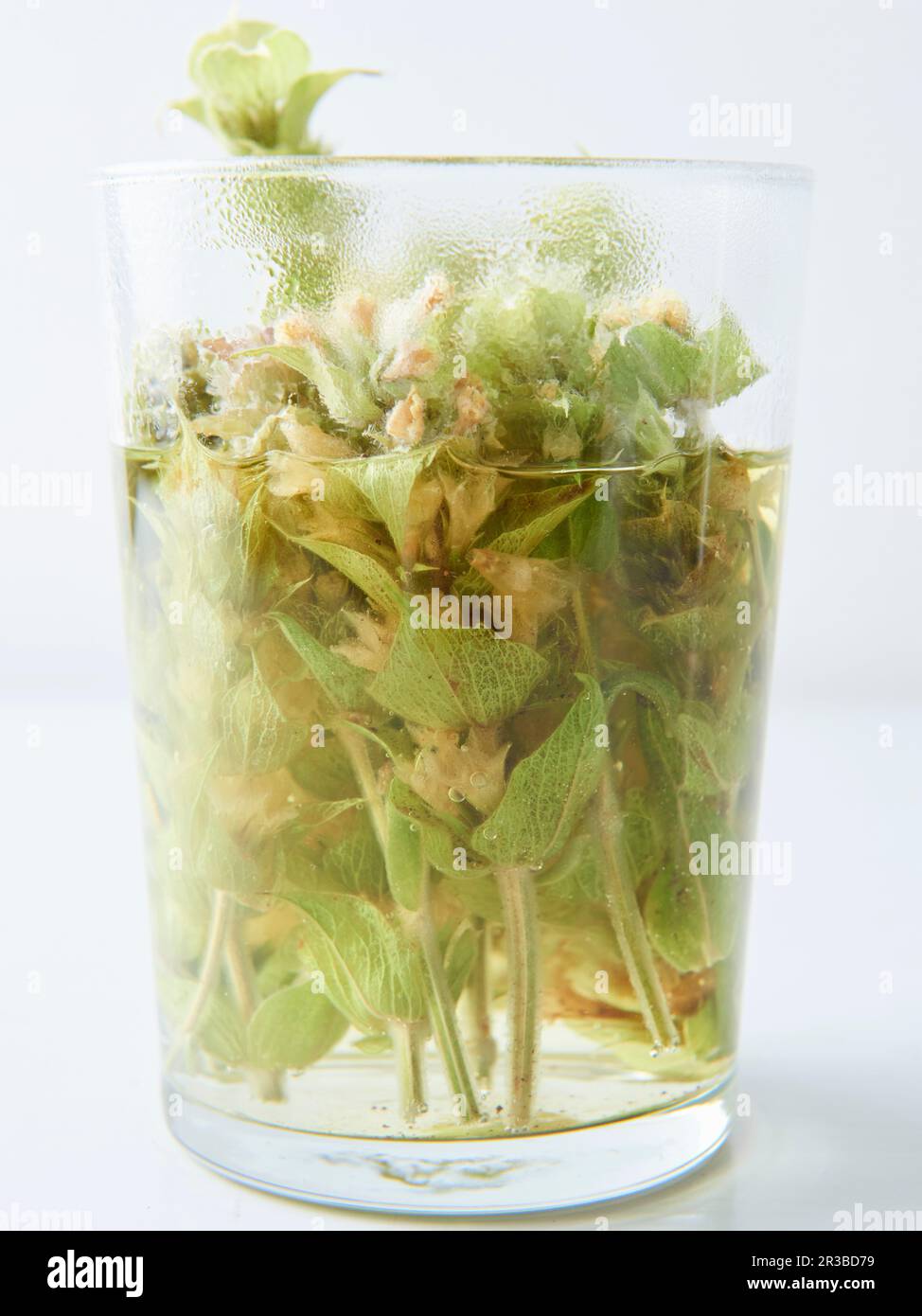 Greek mountain tea, brewed in a glass Stock Photo - Alamy