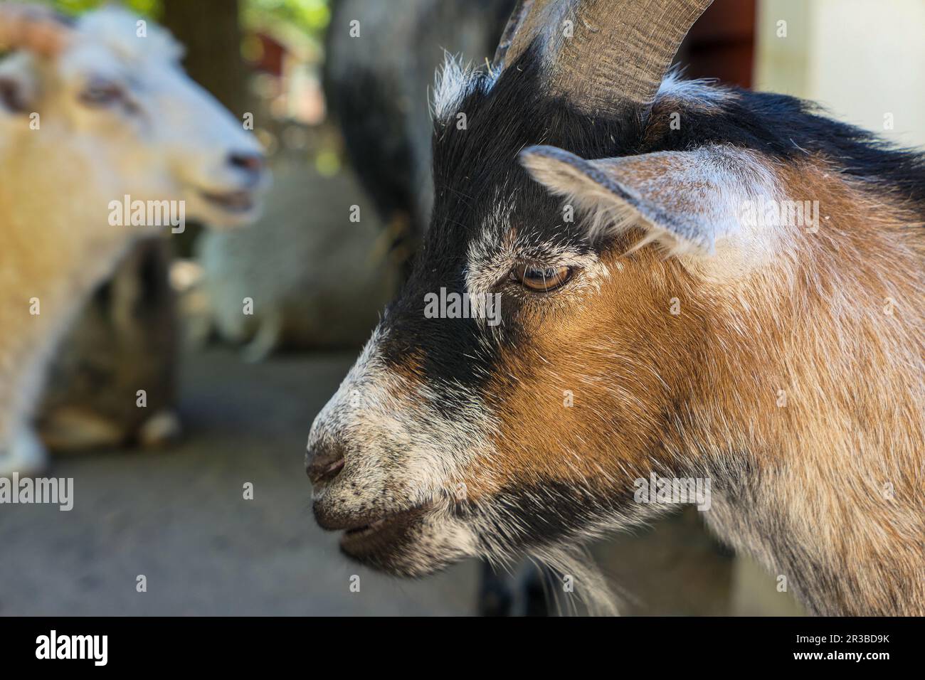 A close up of a pygmy goat Stock Photo - Alamy