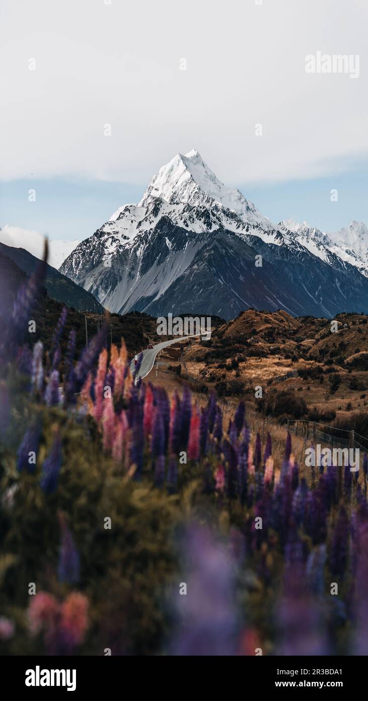 Lupins and Mount Cook, Mount Cook Village, Mount Cook National Park ...