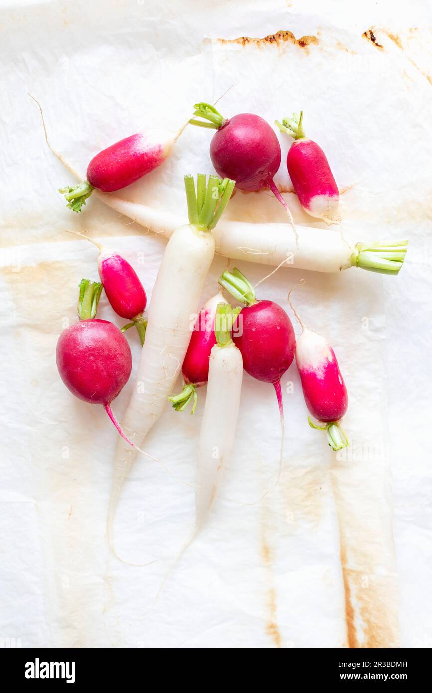 Radish white icicle hi-res stock photography and images - Alamy