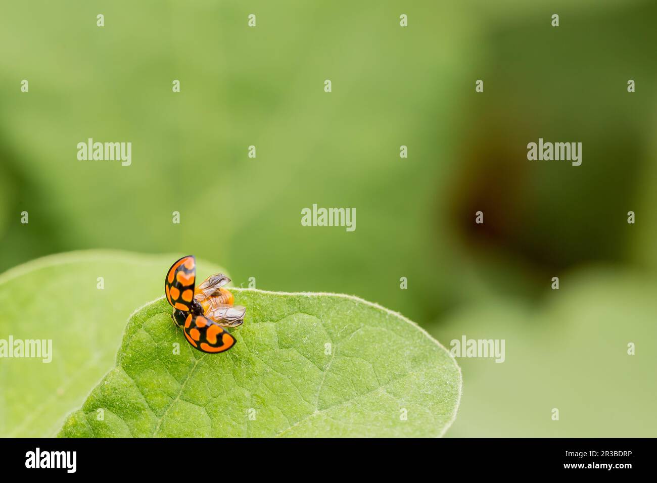 Bug insect grass seeds hi-res stock photography and images - Alamy