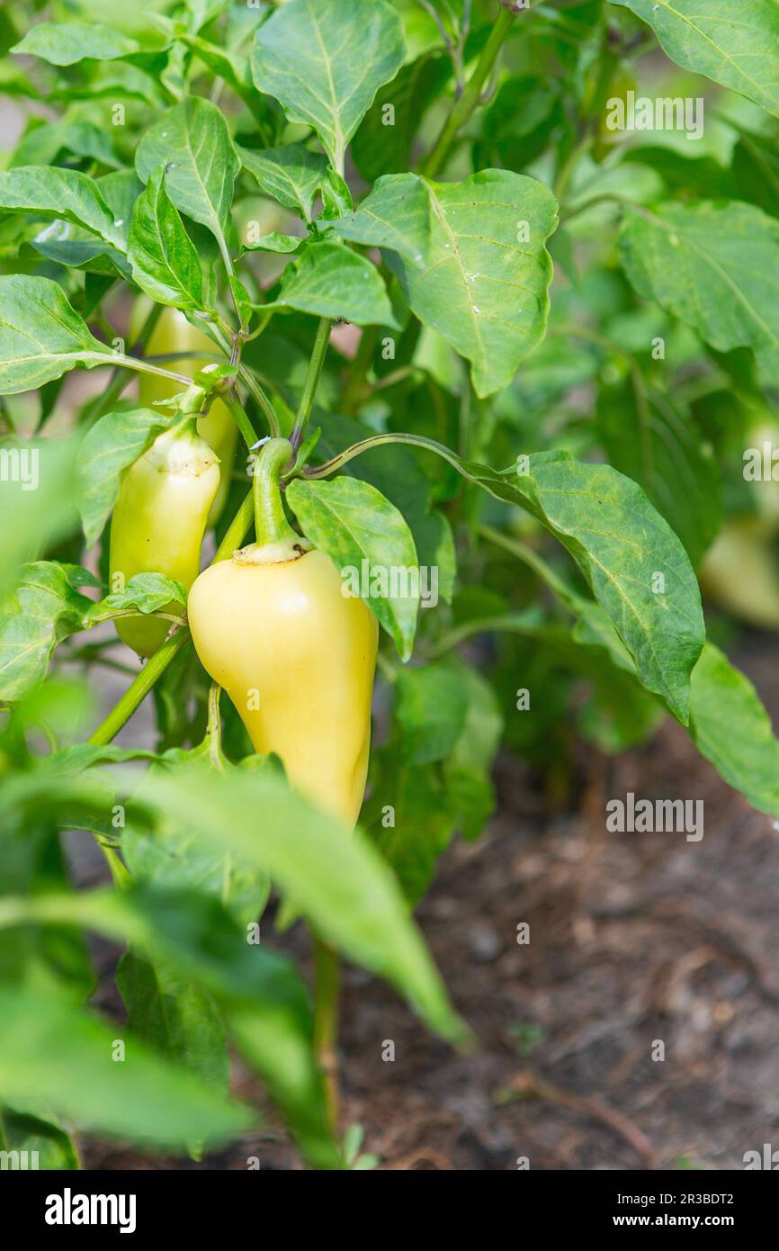 Yellow bell pepper in the garden. Sweet pepper in the vegetable garden ...
