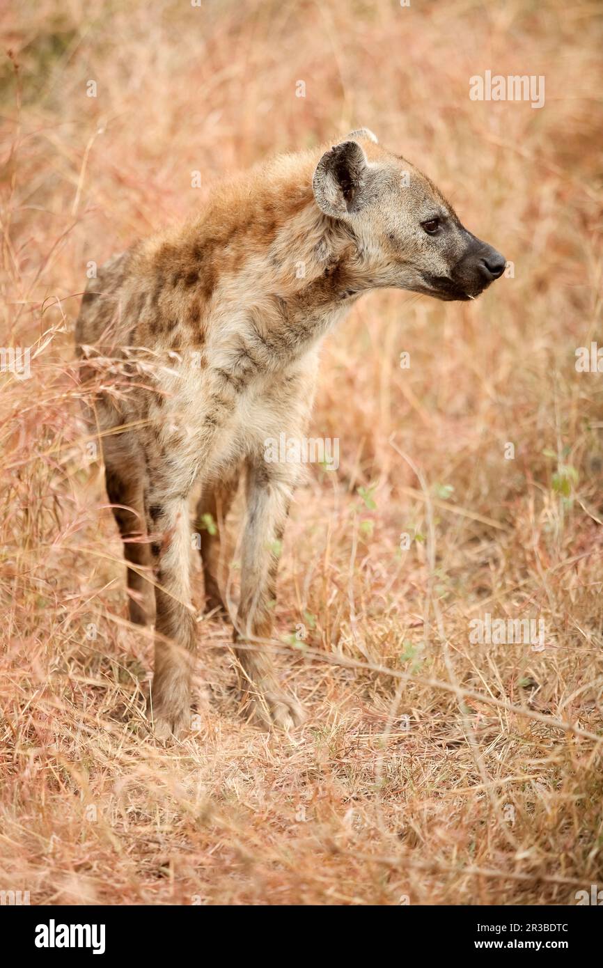 African Spotted Hyena on a South African Safari Stock Photo - Alamy