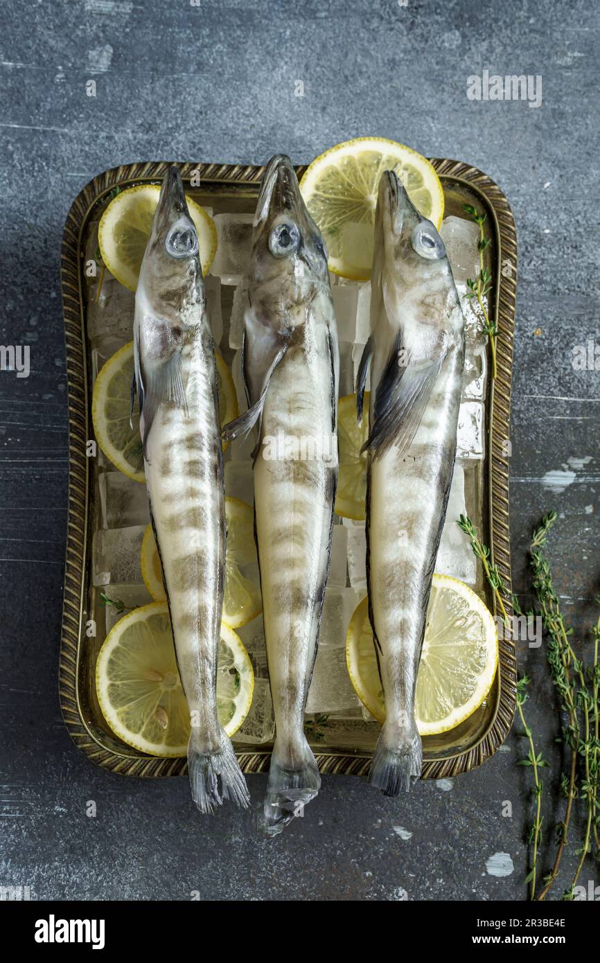 White Blooded Ice Fish