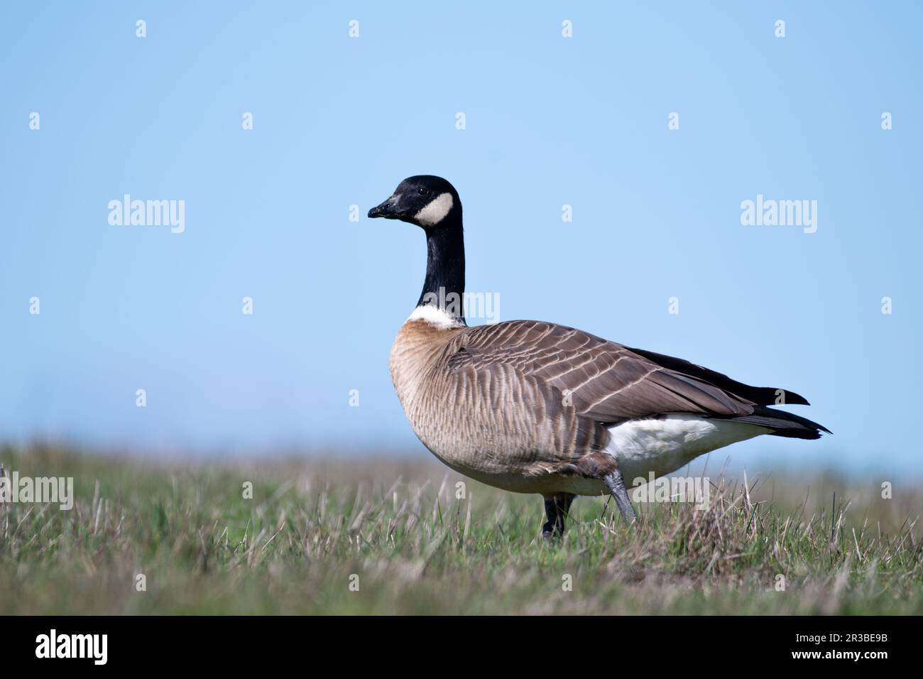 Cackling goose hutchinsii hi-res stock photography and images - Alamy
