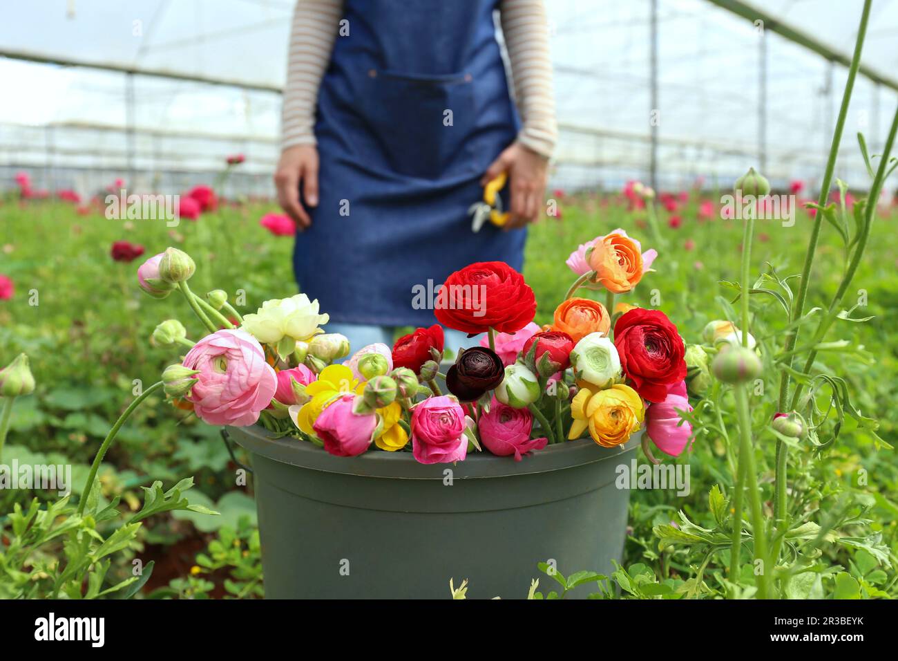 Colorful Ranunculus in bucket at greenhouse Stock Photo - Alamy