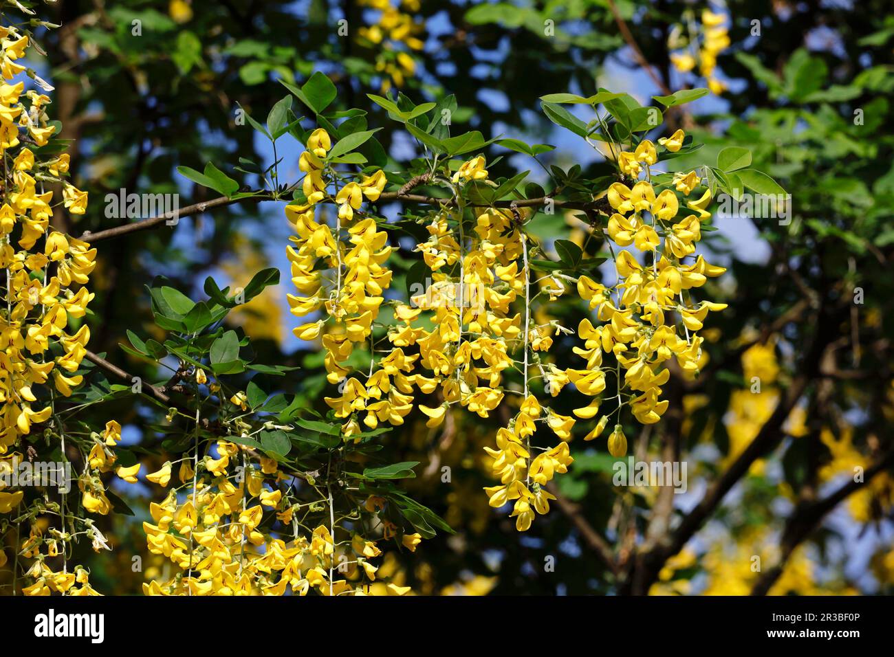 Laburnum (golden Rain) In May Stock Photo - Alamy
