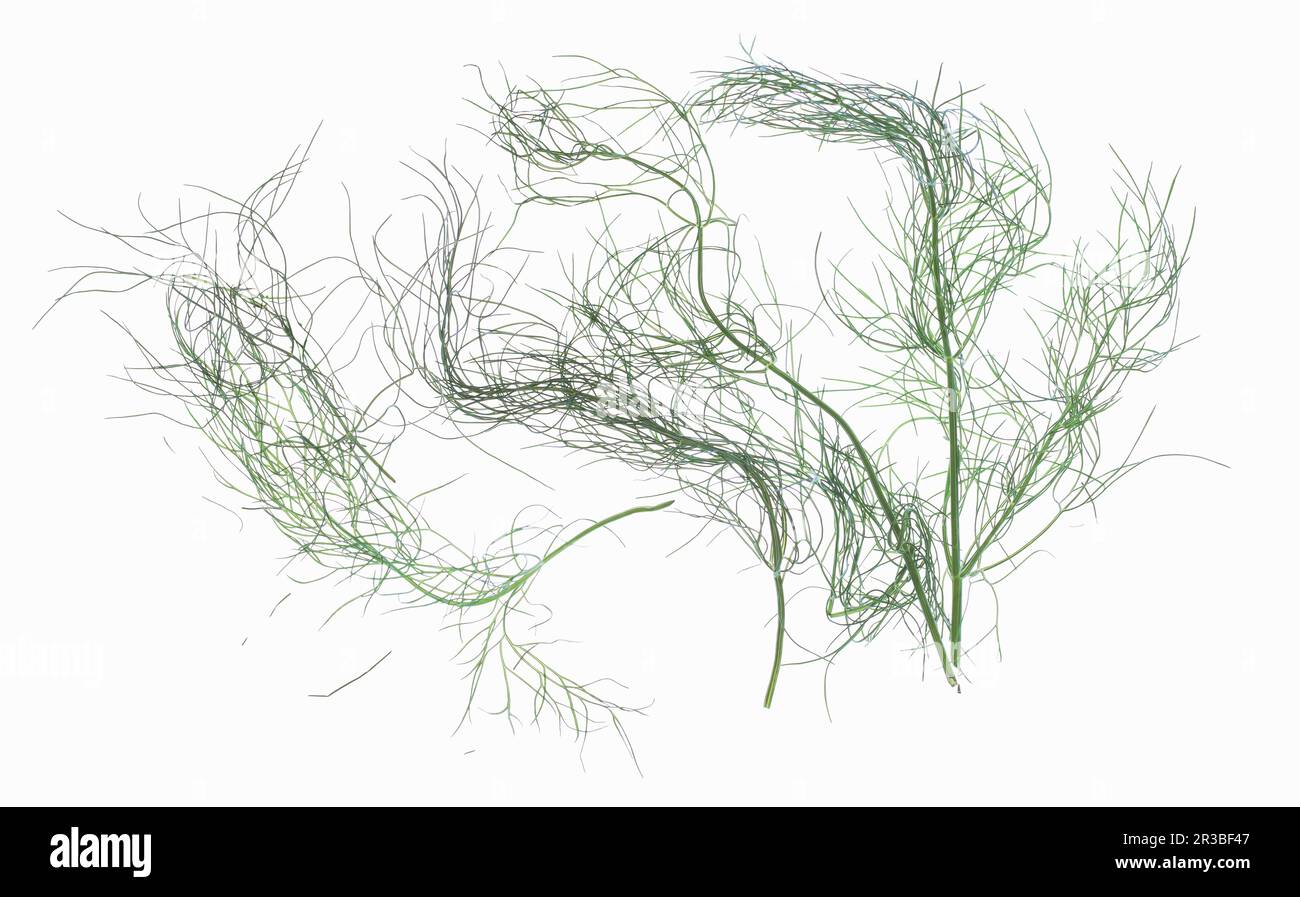 Bronze fennel fennel herb hi-res stock photography and images - Alamy