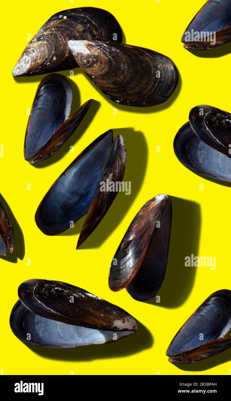 Empty mussel shells on a yellow surface Stock Photo - Alamy