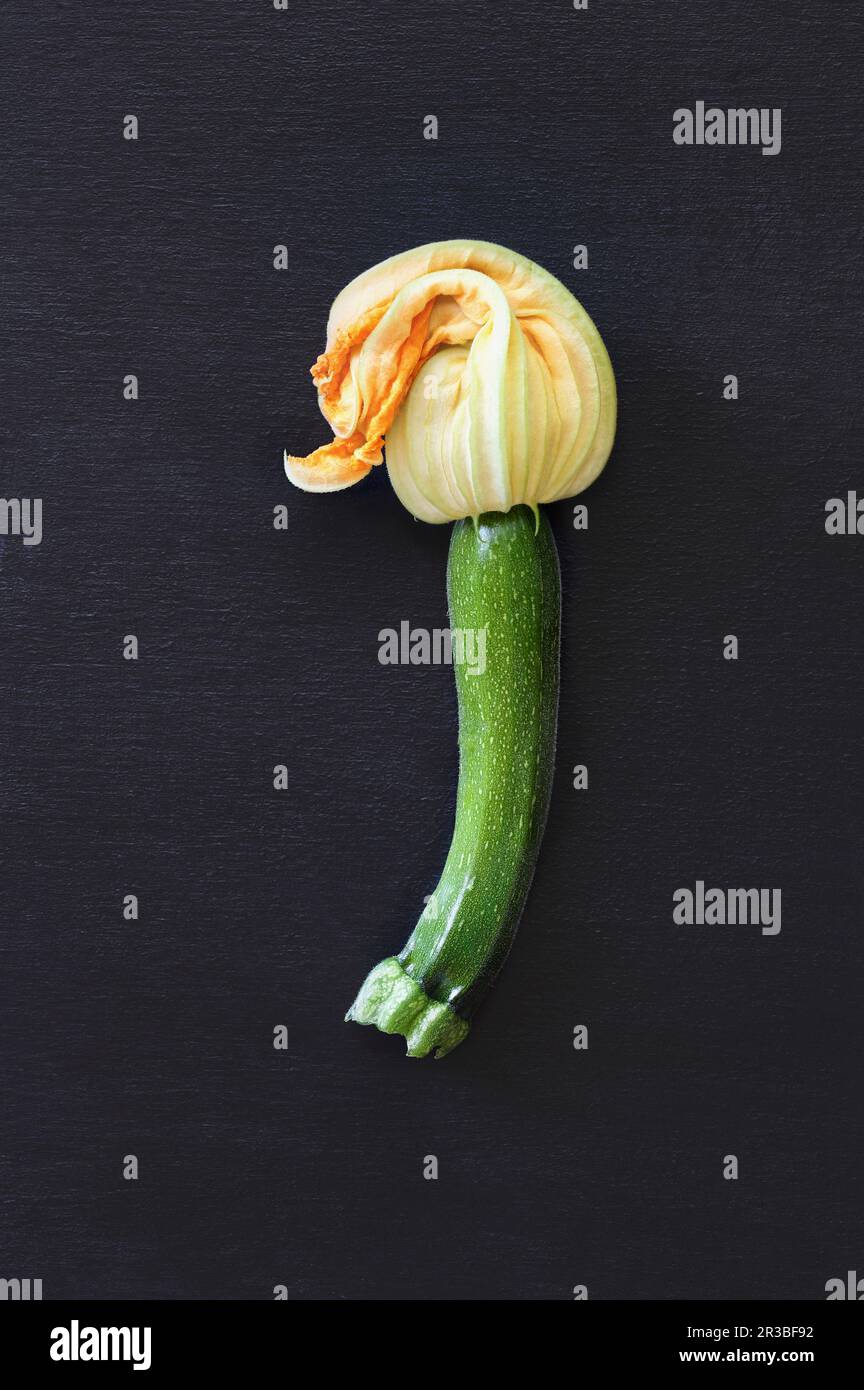 Baby courgette squash blossom Stock Photo - Alamy