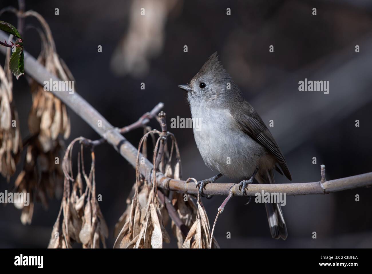 Titmouse oak hi-res stock photography and images - Alamy