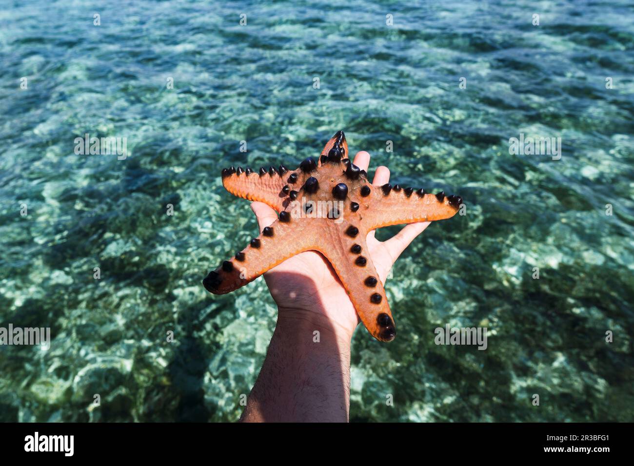 Hand of man holding starfish with sea in background Stock Photo - Alamy