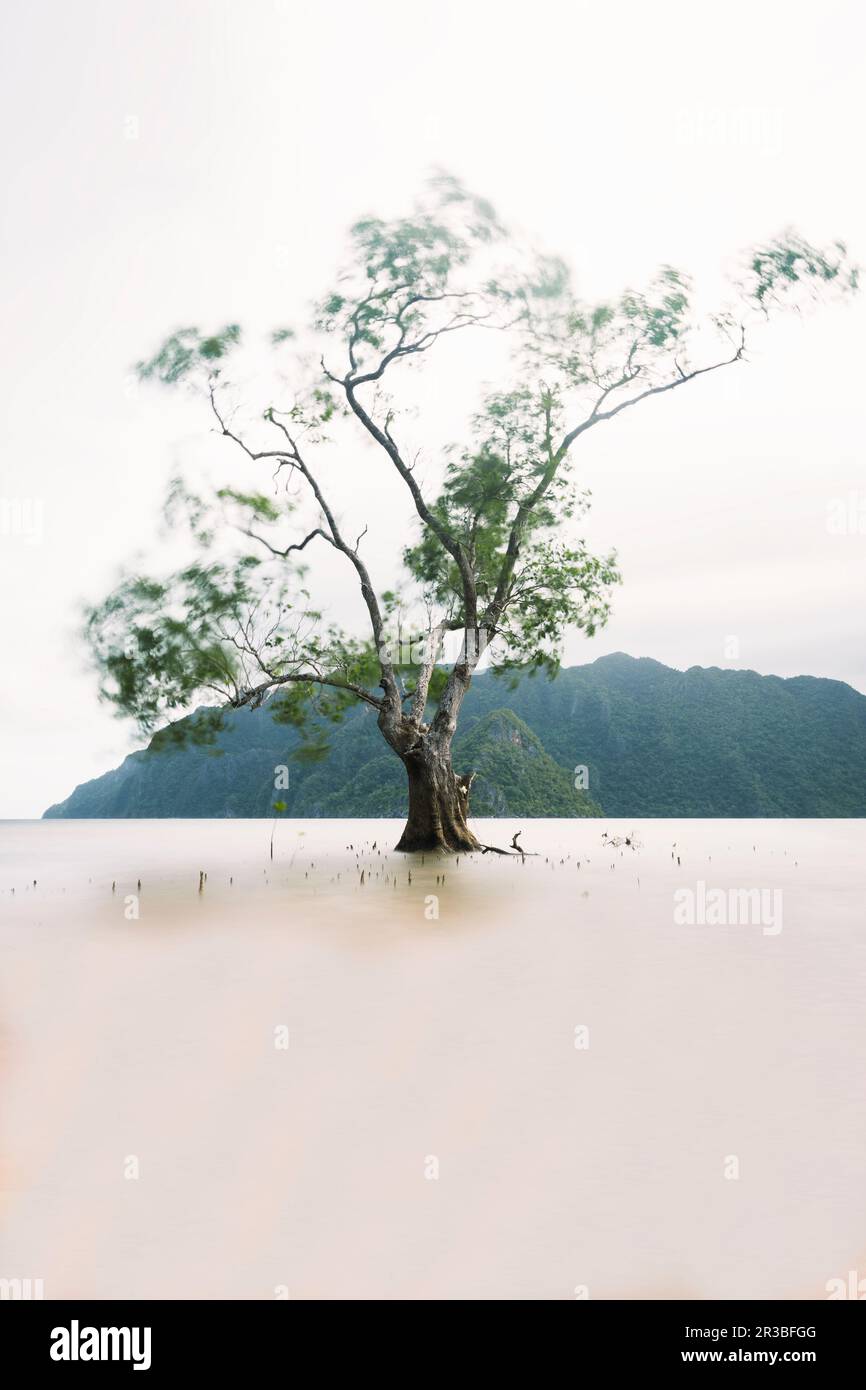 Tree in lake with mountain in background Stock Photo - Alamy