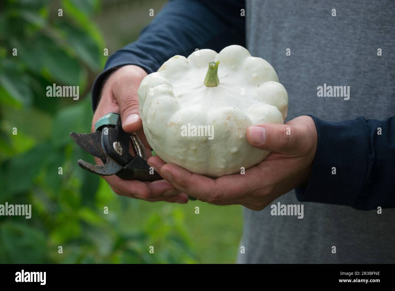 Custard marrow hi-res stock photography and images - Alamy