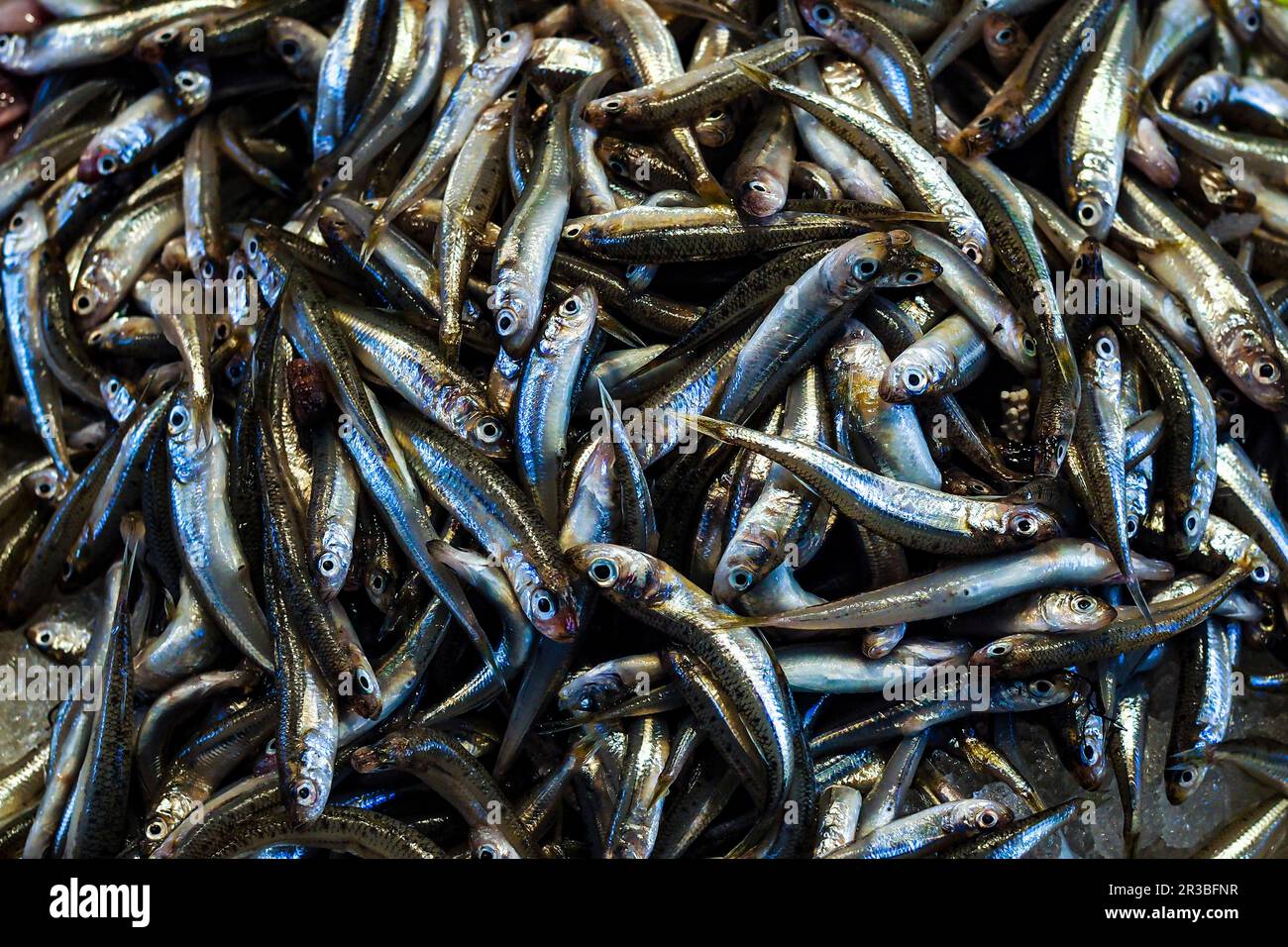 Stock full of fish hi-res stock photography and images - Alamy