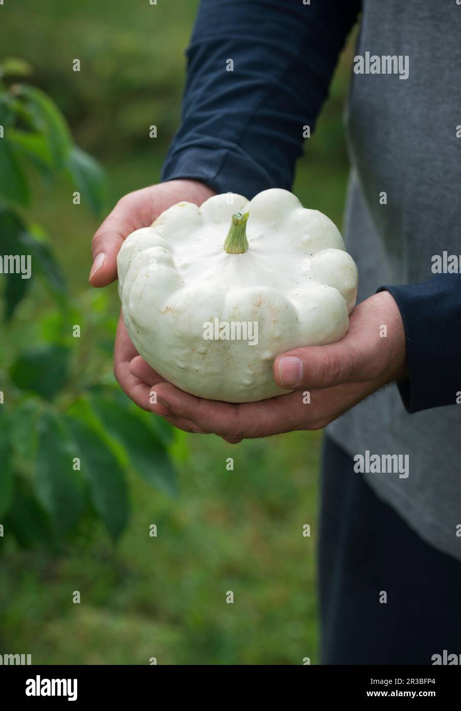 Custard marrow hi-res stock photography and images - Alamy