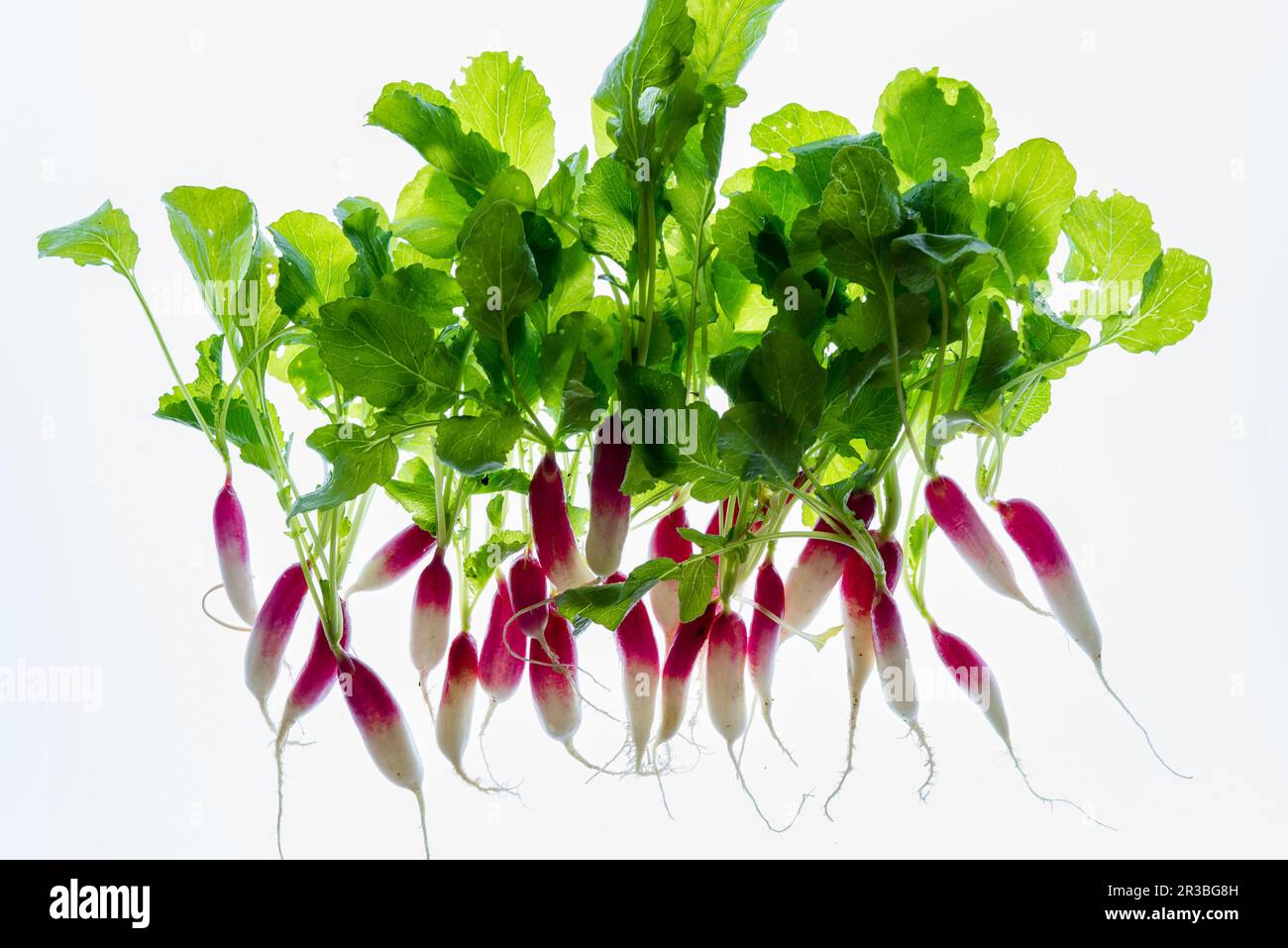 Fresh red and white radishes against a white background Stock Photo - Alamy