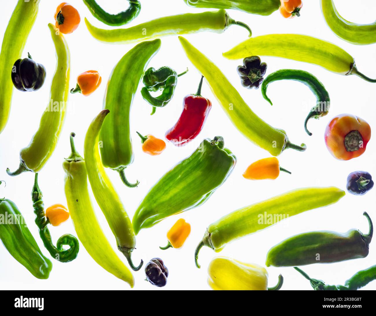 Different types of peppers in transmitted light (full screen Stock ...