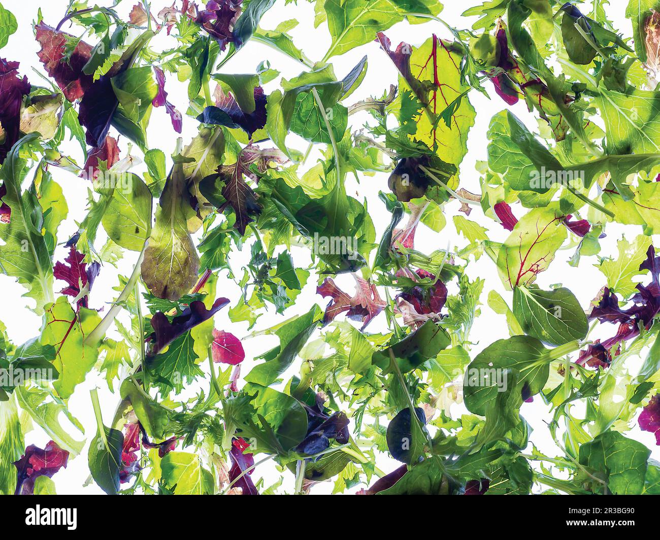 Mesclun lettuce leaf mix in transmitted light Stock Photo - Alamy
