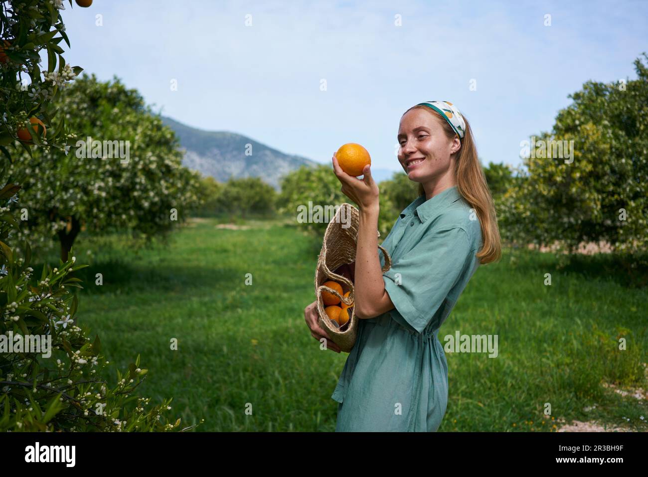 Work on an orange plantation hi-res stock photography and images - Alamy
