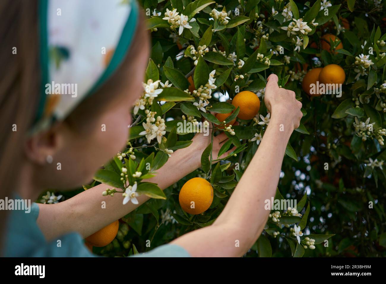 Fresh from tree hi-res stock photography and images - Alamy