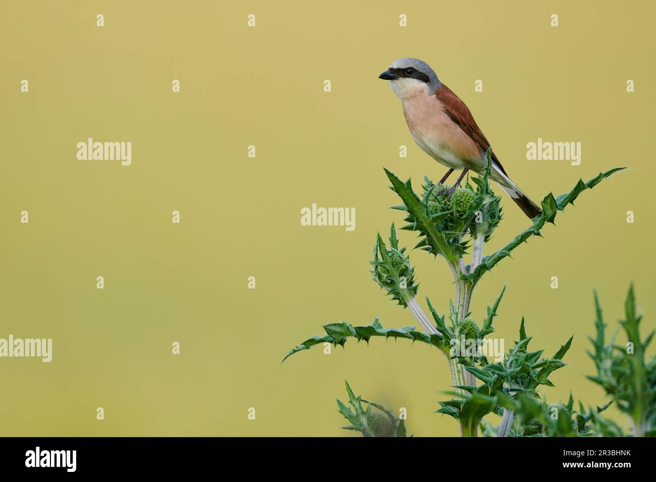Red backed shrike wildlife hi-res stock photography and images - Alamy
