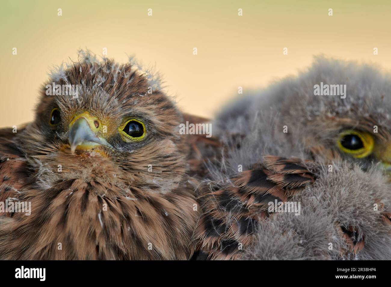 Common kestrel (chick) portrait at Lake Neusiedl Stock Photo - Alamy