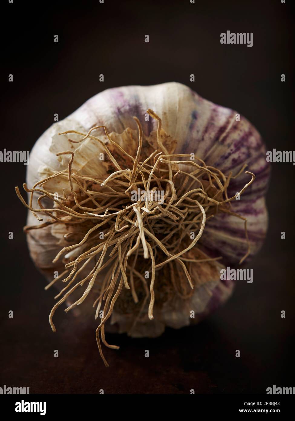 A garlic bulb with roots Stock Photo - Alamy