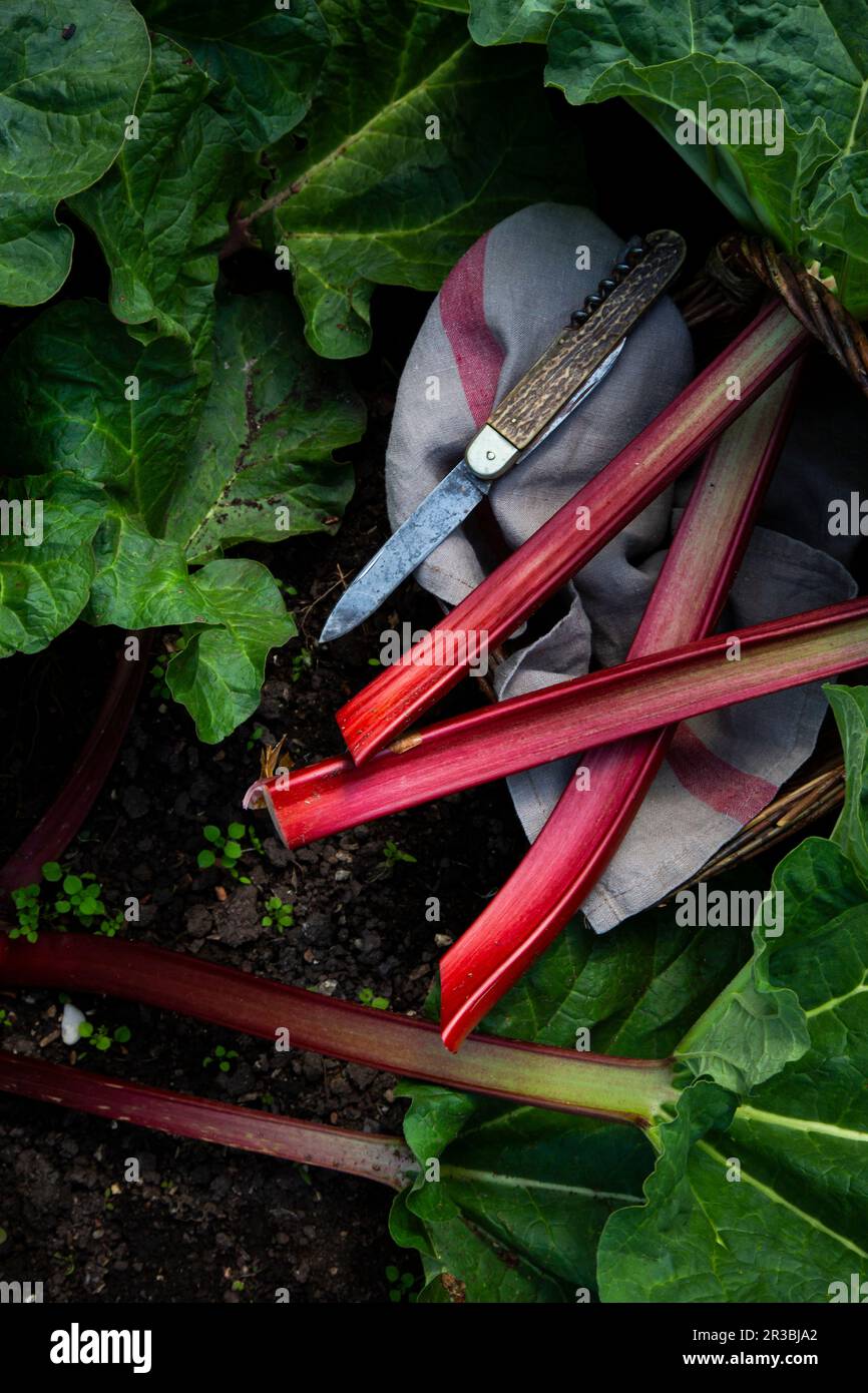 Harvesting of rhubarb growing in garden Stock Photo - Alamy