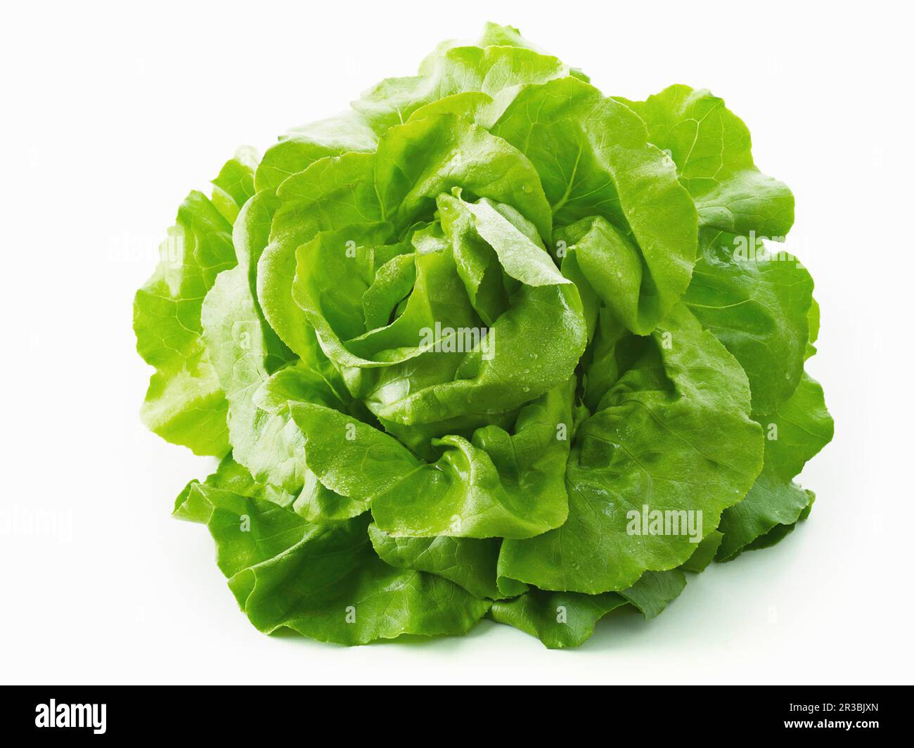 Photo of lettuce Cut Out Stock Images & Pictures - Alamy
