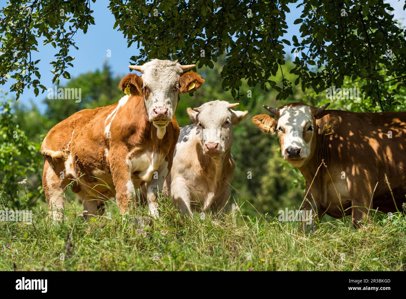 Humanely raised meat: young beef cattle in a meadow Stock Photo - Alamy