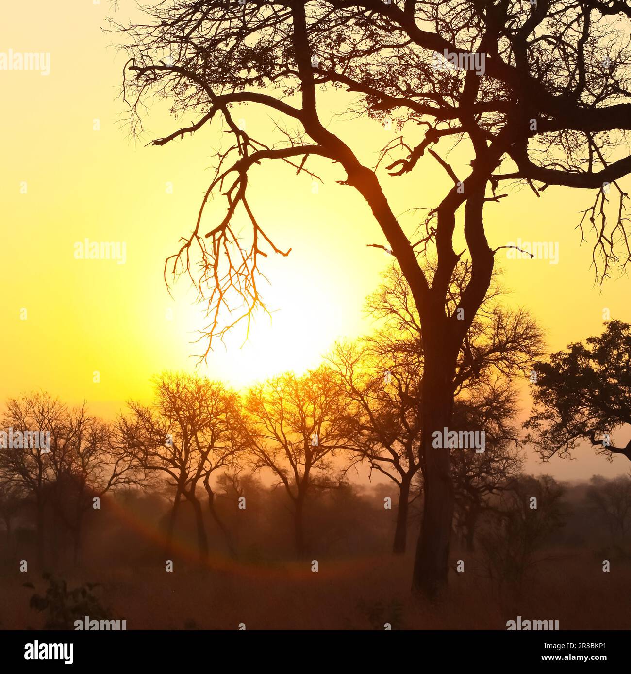 South african trees hi-res stock photography and images - Alamy