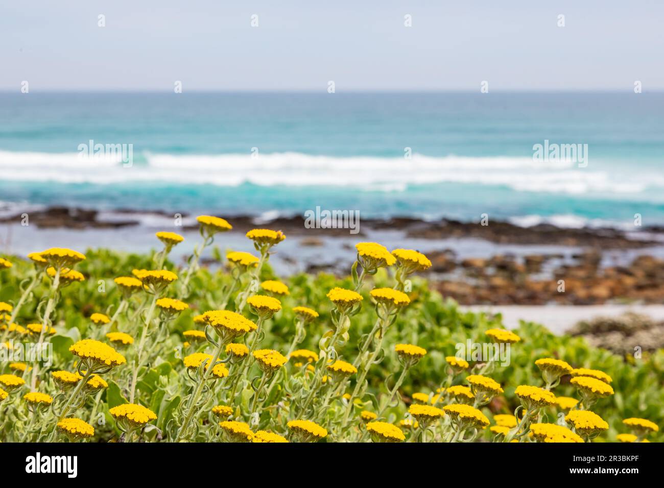 Yellow coastal Fynbos flowers on a beach in Cape Town Stock Photo - Alamy