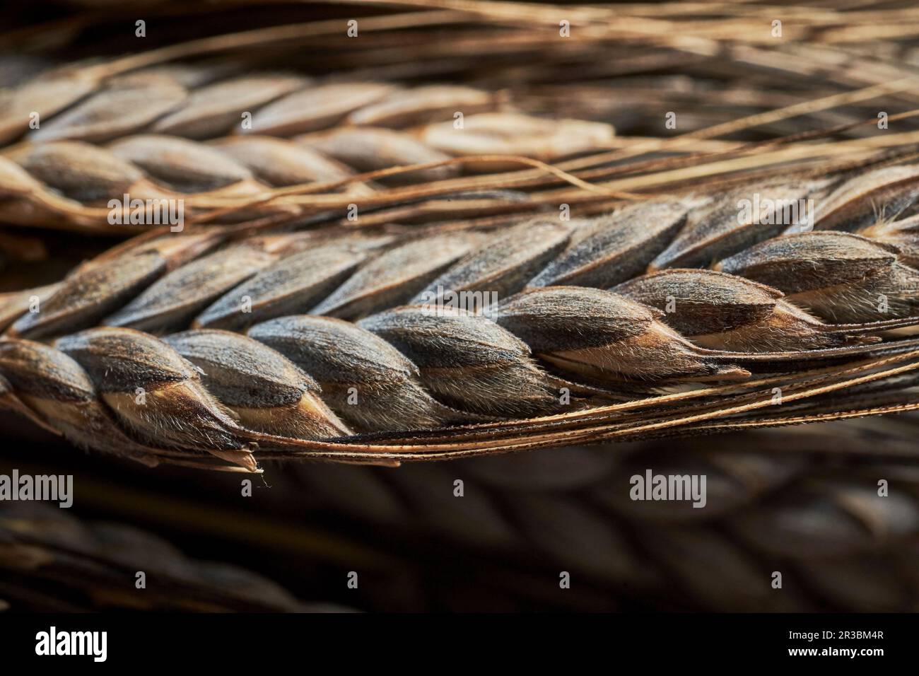 Emmer wheat hi-res stock photography and images - Alamy