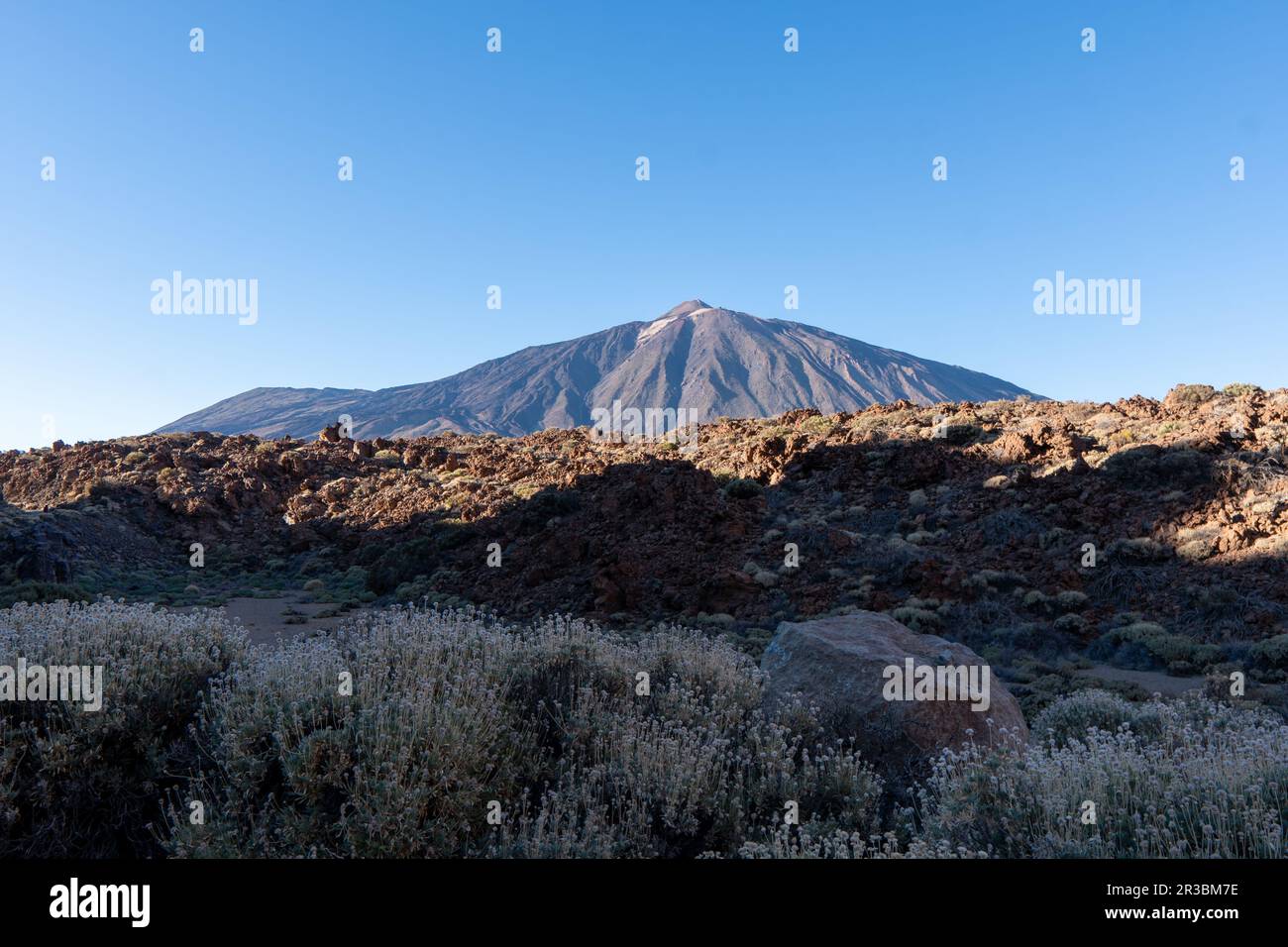 Barren dry tree branch with golden hour sunrise morning view on Pico ...